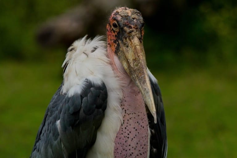 Zoologischer Garten Magdeburg – Zoologischer Garten Magdeburg