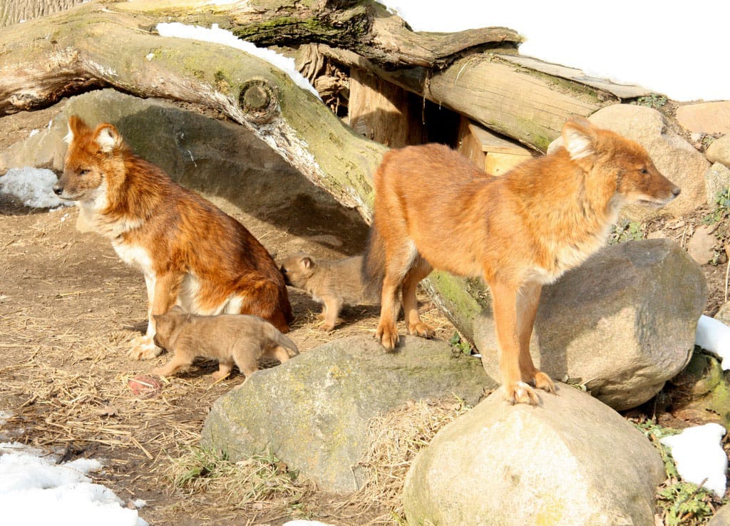 Zoologischer Garten Magdeburg | Zoologischer Garten Magdeburg