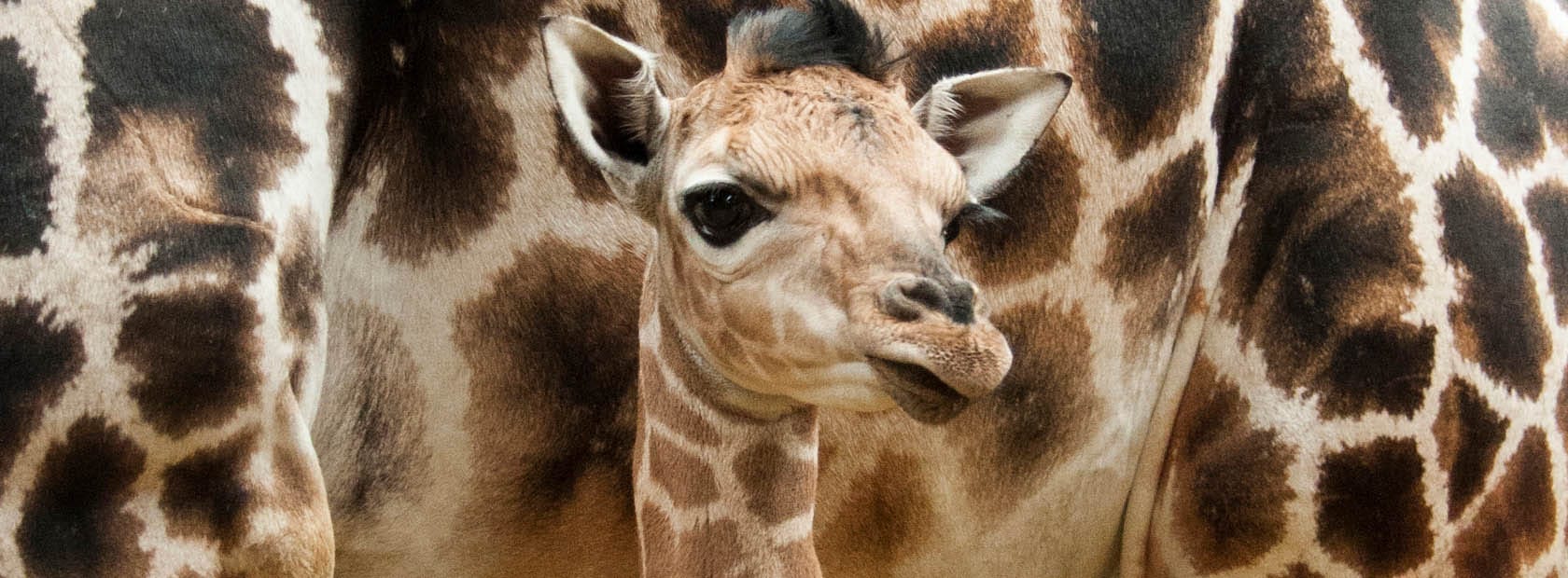 Giraffenhaus | Zoologischer Garten Magdeburg