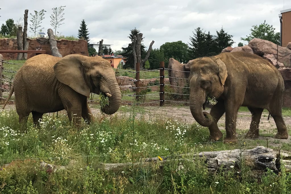 Willkommen im Magdeburger Zoo