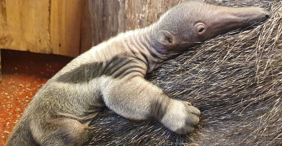 Zoologischer Garten Magdeburg | Zoologischer Garten Magdeburg